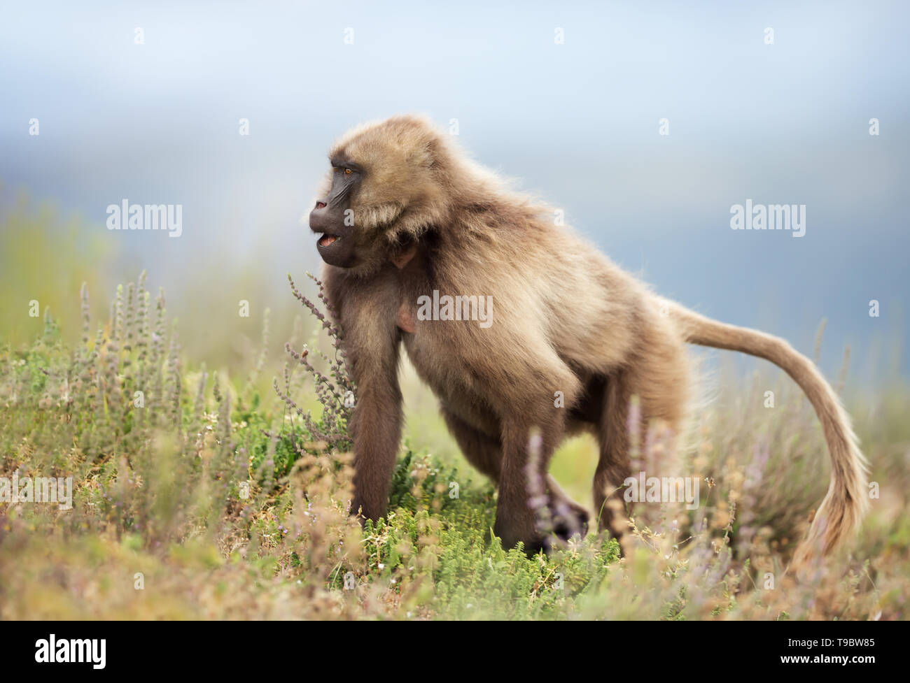 Close up of a female Gelada monkey in Simien mountains, Ethiopia Stock ...