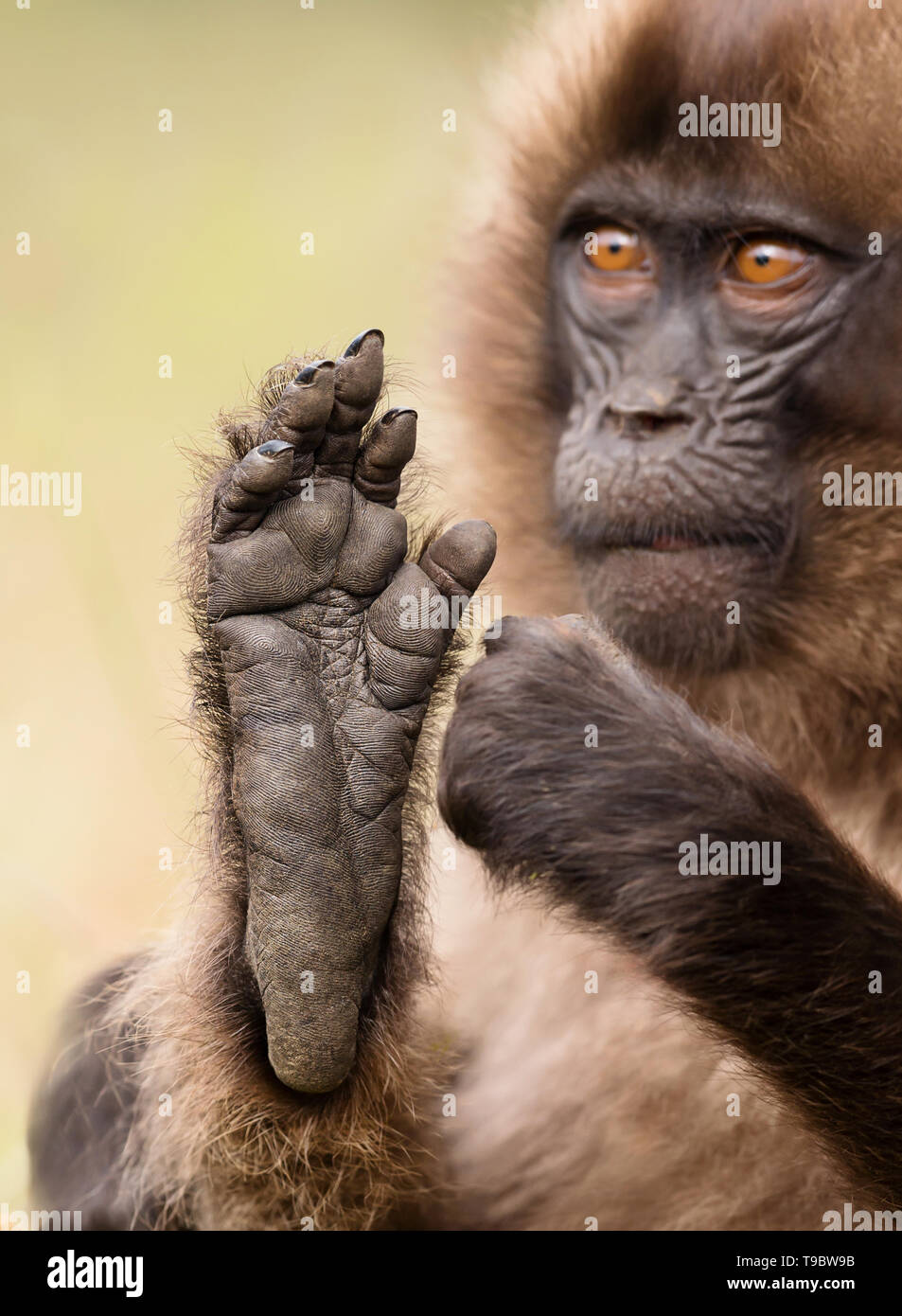 Monkey foot hi-res stock photography and images - Alamy