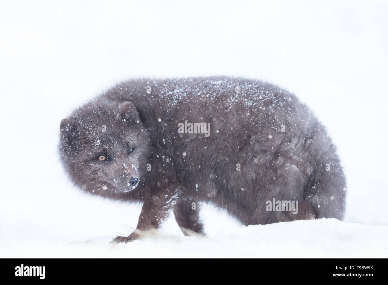 Arctic fox snow white Cut Out Stock Images & Pictures - Alamy