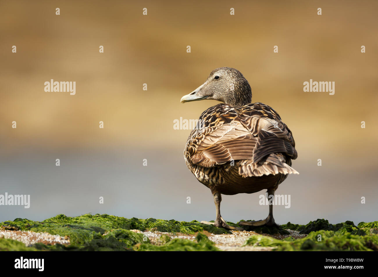 Close up of a common Eider female on the coastal area in Noss, Shetland ...