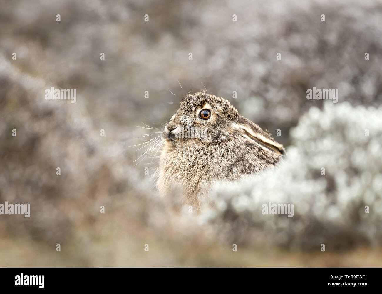 Ethiopian highland hare hi-res stock photography and images - Alamy