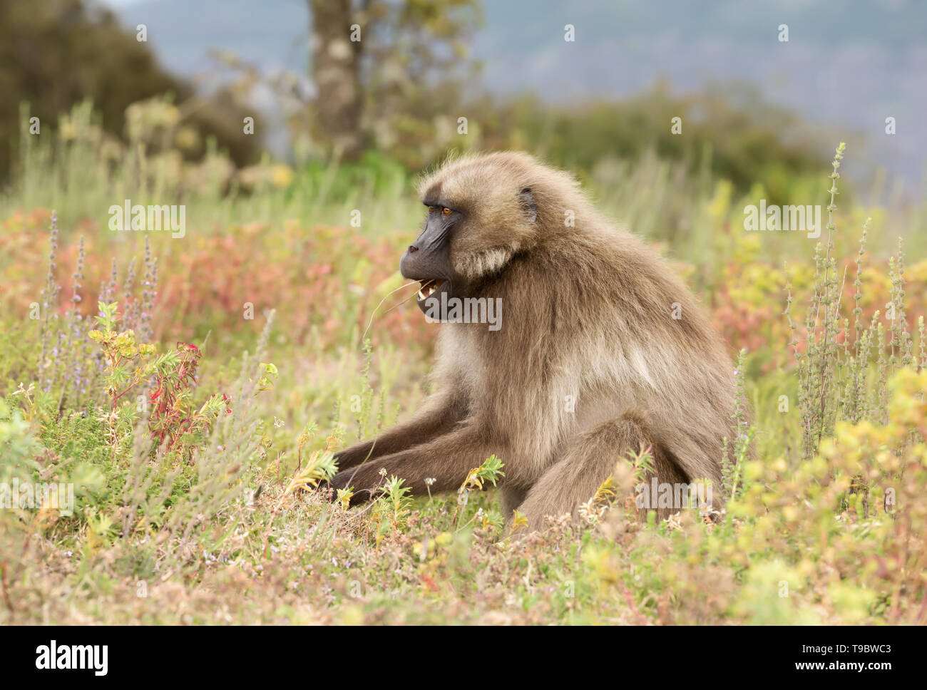 Female with young theropithecus gelada hi-res stock photography and ...