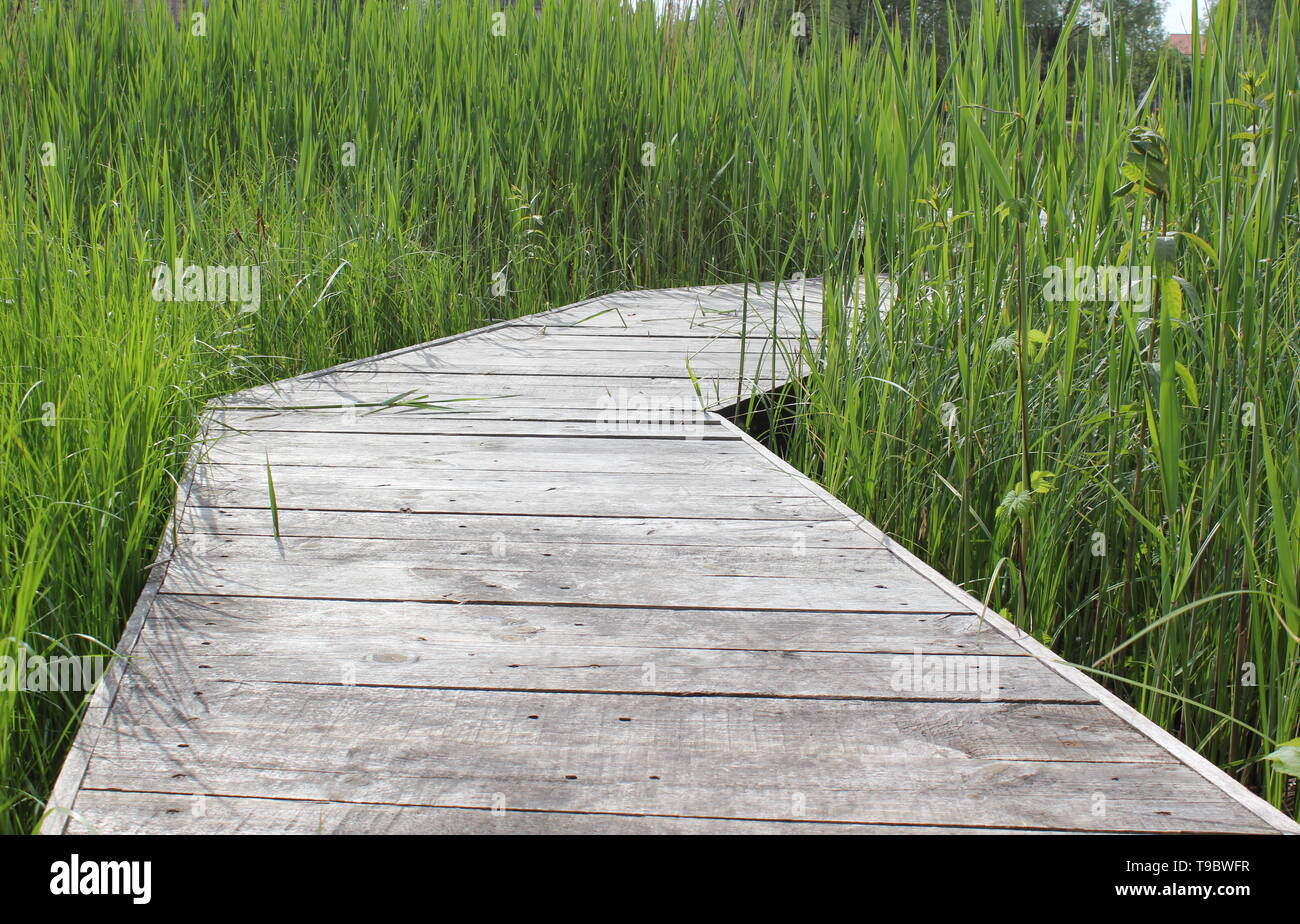 Wooden walkway reed hi-res stock photography and images - Alamy