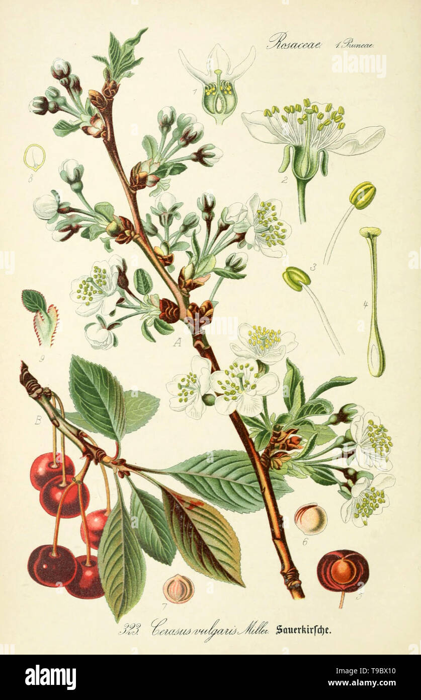 Beautiful vintage hand drawn illustrations of plants and flowers from ...