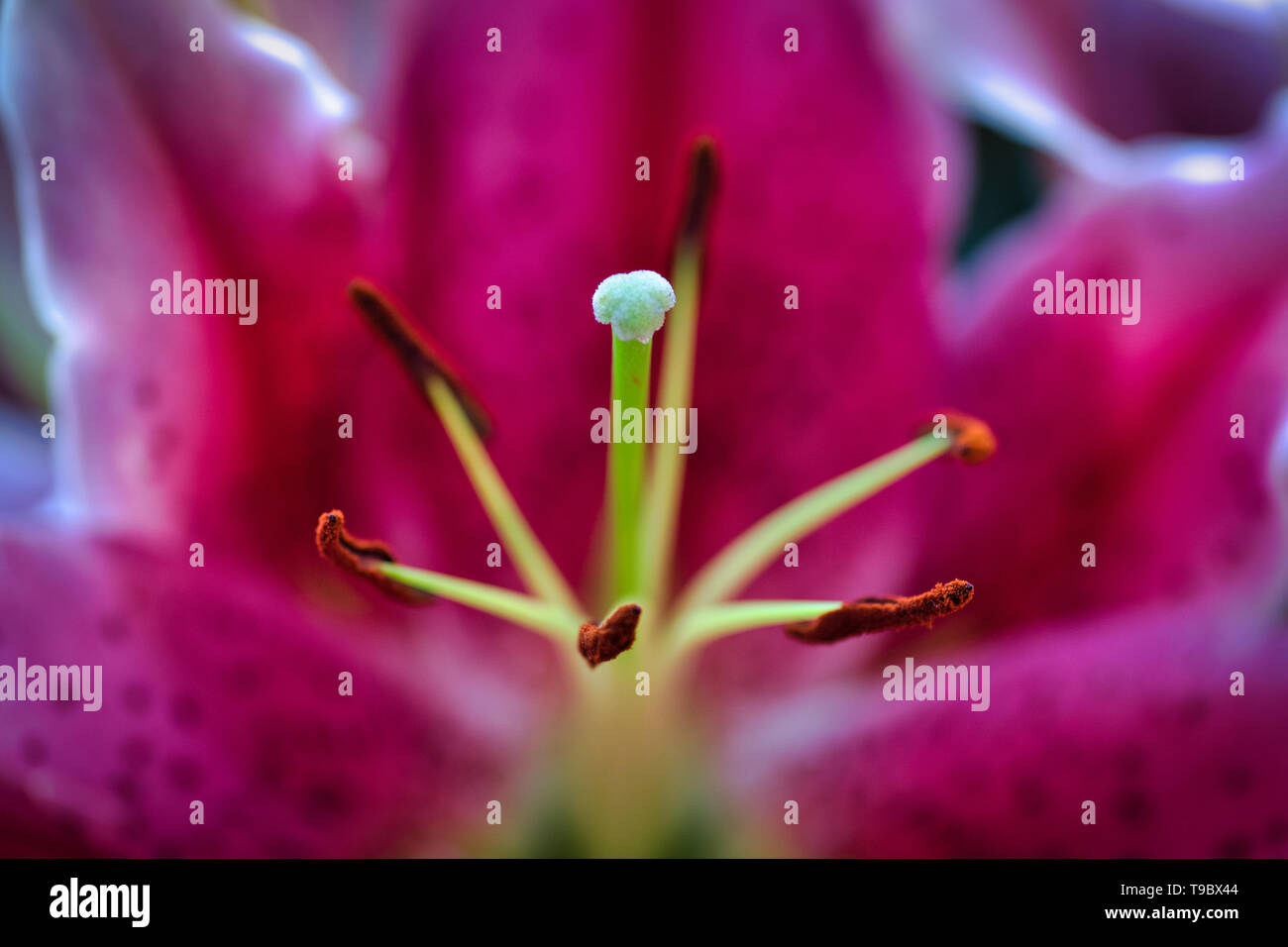 Pink lily flower close up - Lilium sp. 01 Stock Photo - Alamy