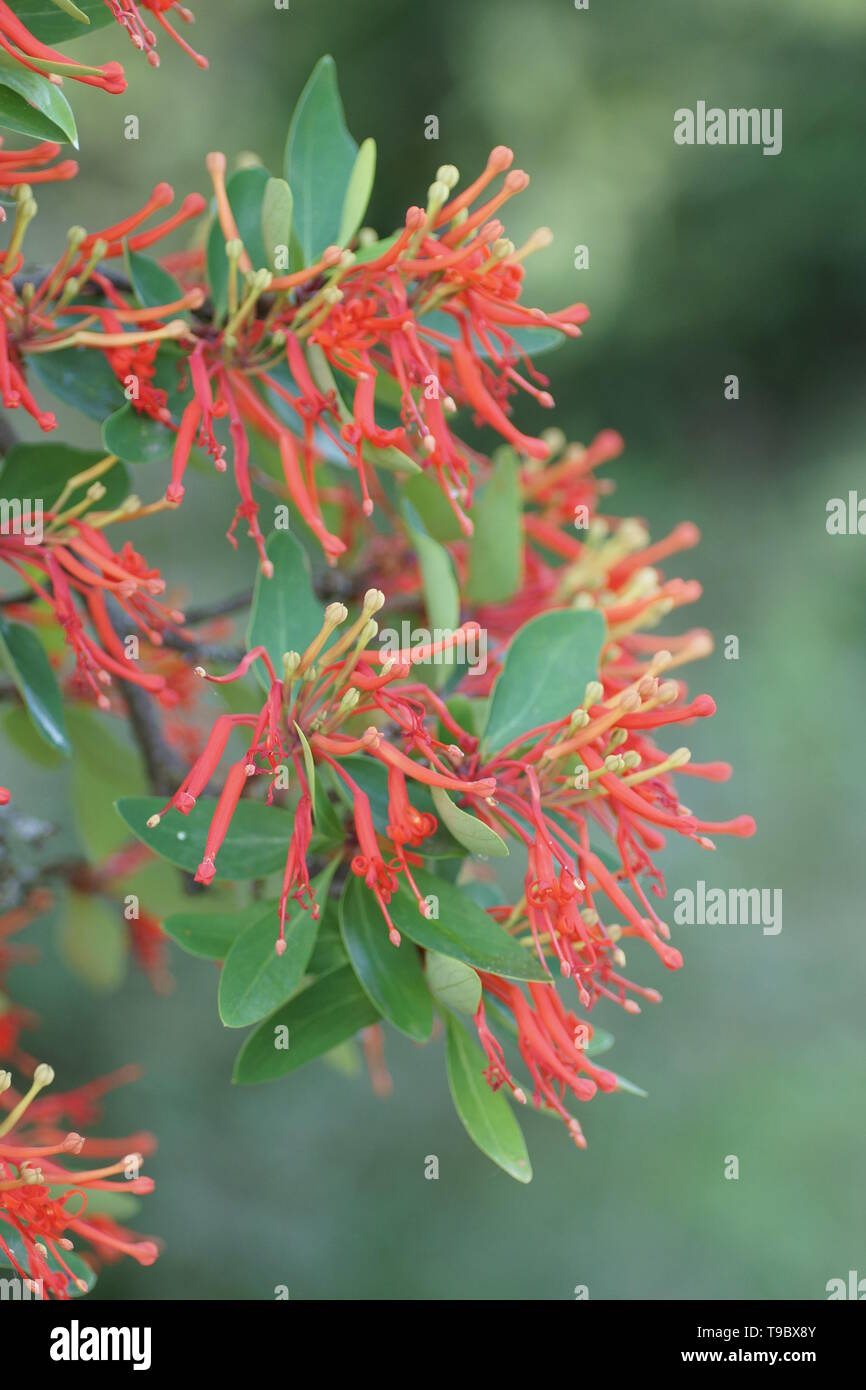 Coccineum hi-res stock photography and images - Alamy