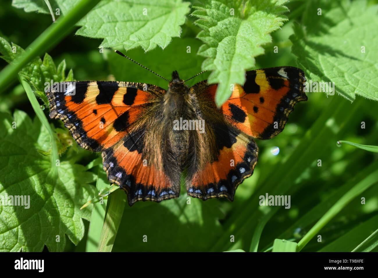 Nettles butterfly hi-res stock photography and images - Alamy