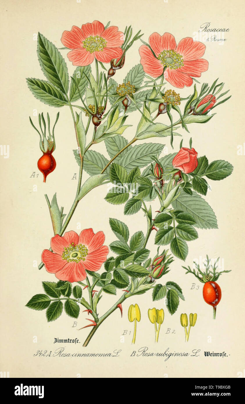 Beautiful vintage hand drawn illustrations of plants and flowers from ...