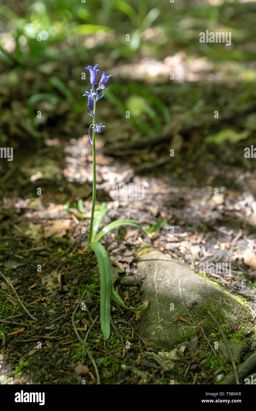 Brightly colored sunlit purple bluebell flowers against a natural green ...