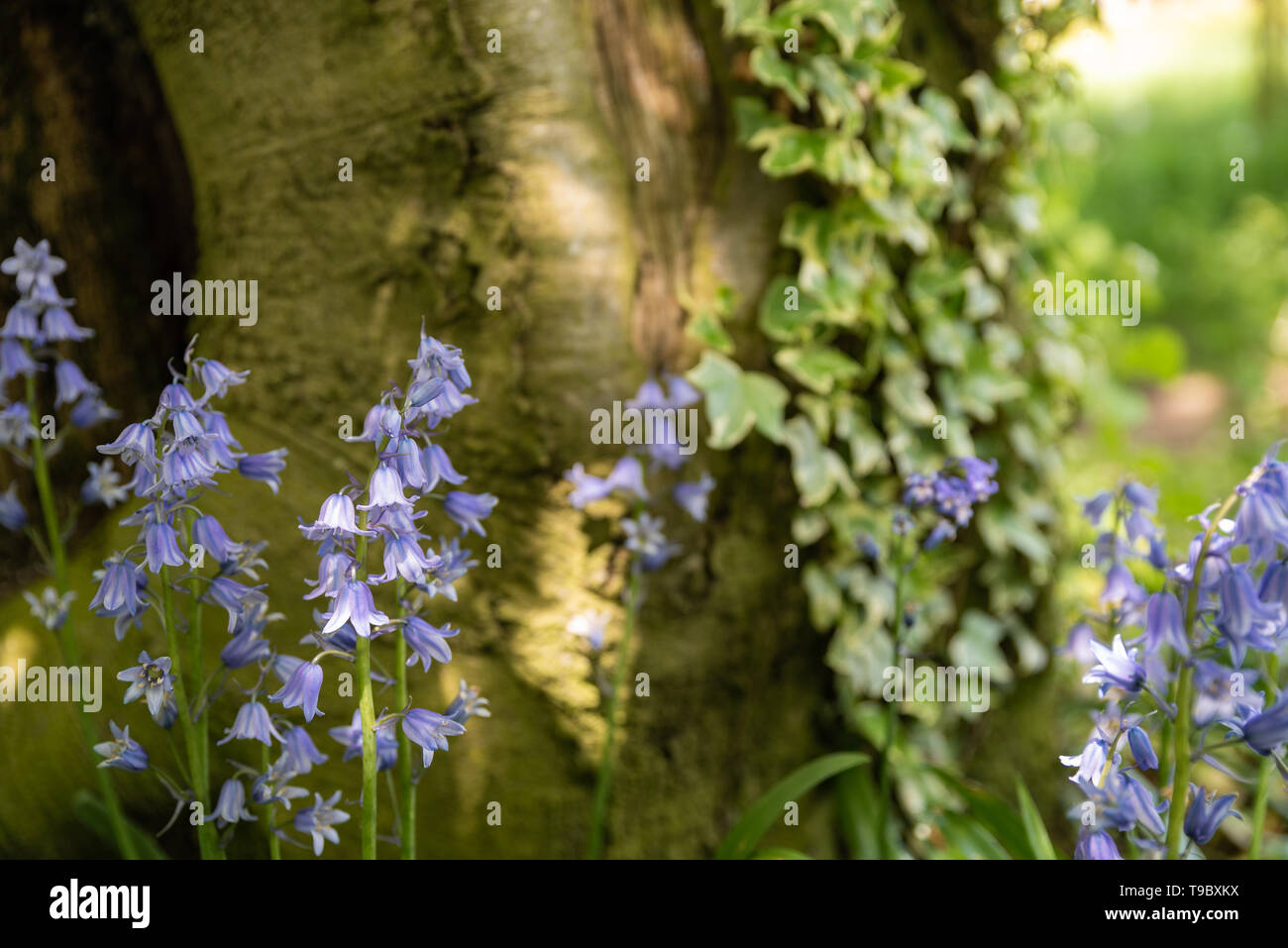 Brightly colored sunlit purple bluebell flowers against a natural green ...