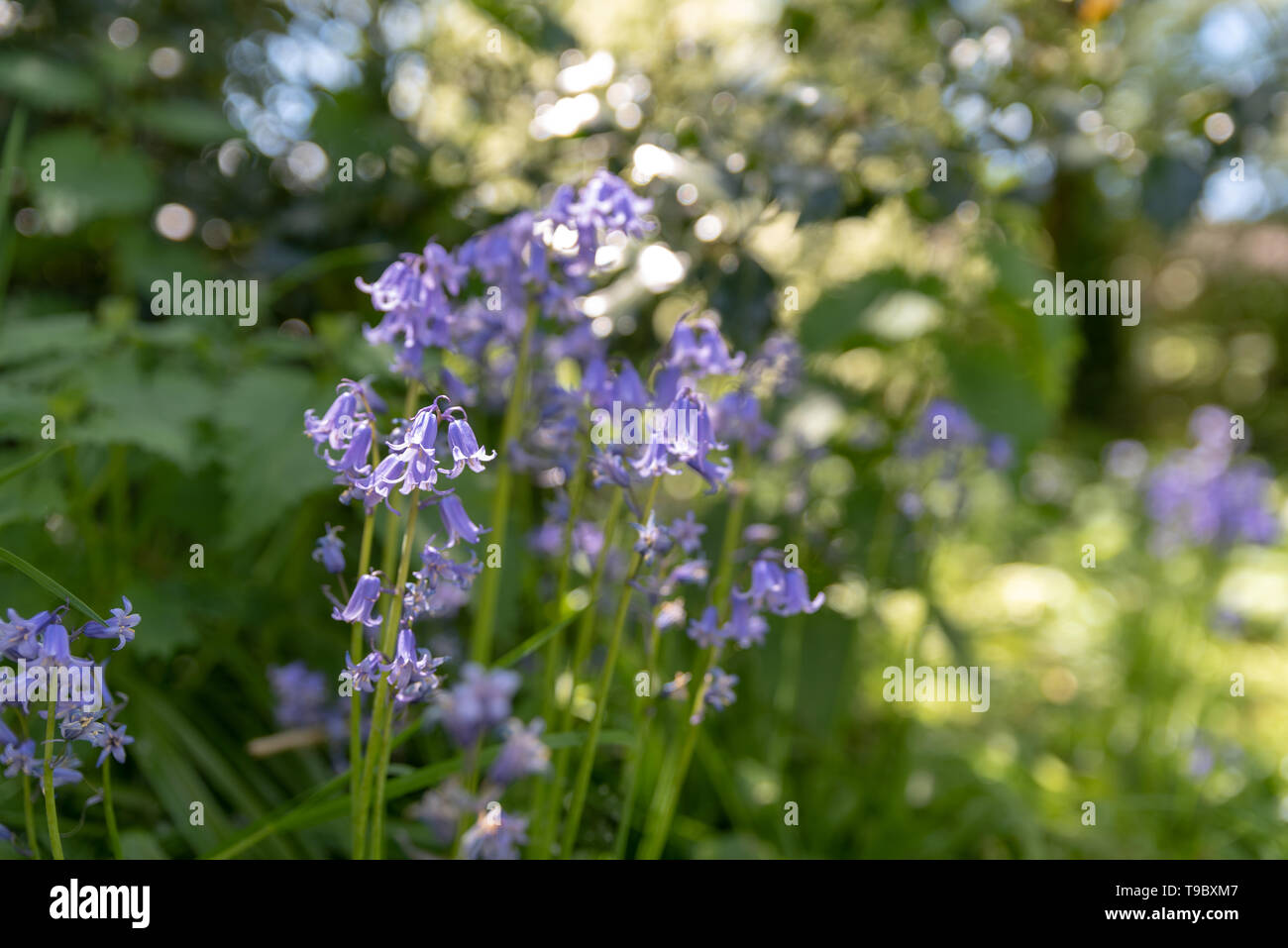 Brightly colored sunlit purple bluebell flowers against a natural green ...