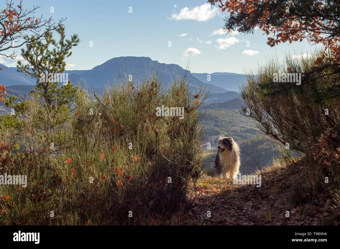 Dog in the French Alps Stock Photo - Alamy