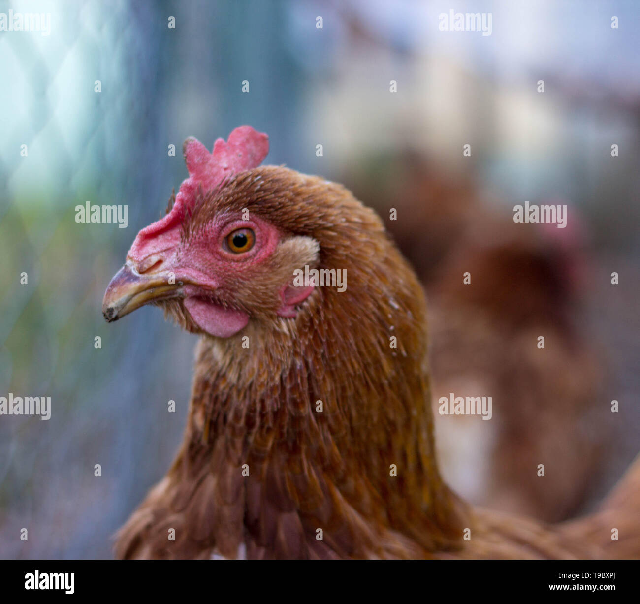 Chicken close up hi-res stock photography and images - Alamy