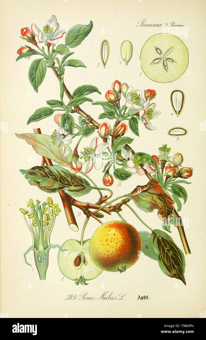 Beautiful vintage hand drawn illustrations of plants and flowers from ...