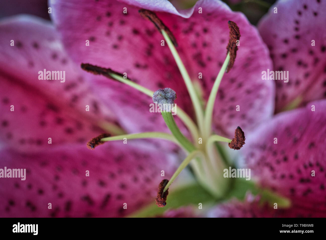 Lilium sp hi-res stock photography and images - Alamy