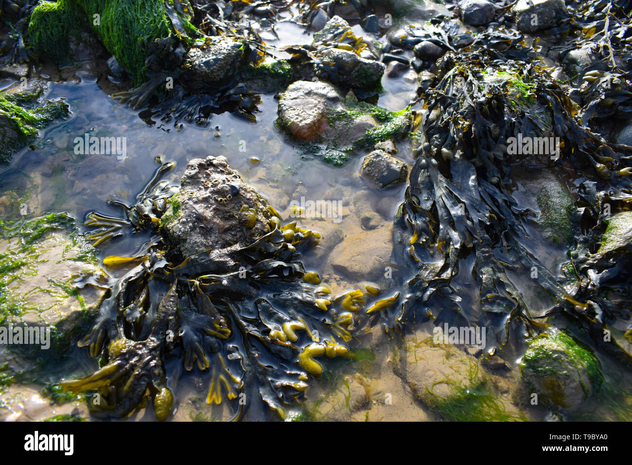 Rock pool on the seashore Stock Photo - Alamy