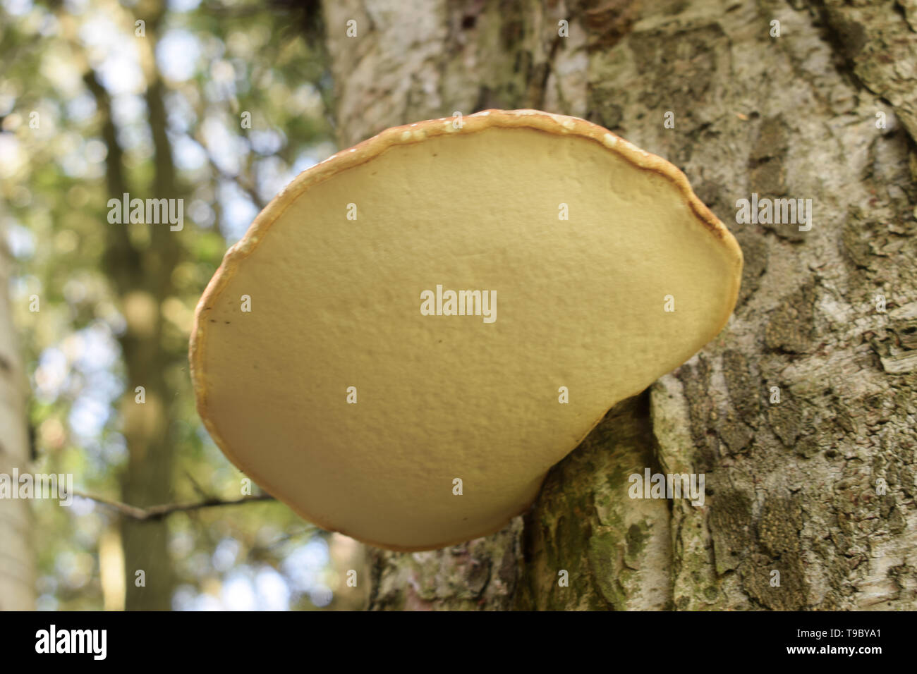 Fungus on a tree hi-res stock photography and images - Alamy