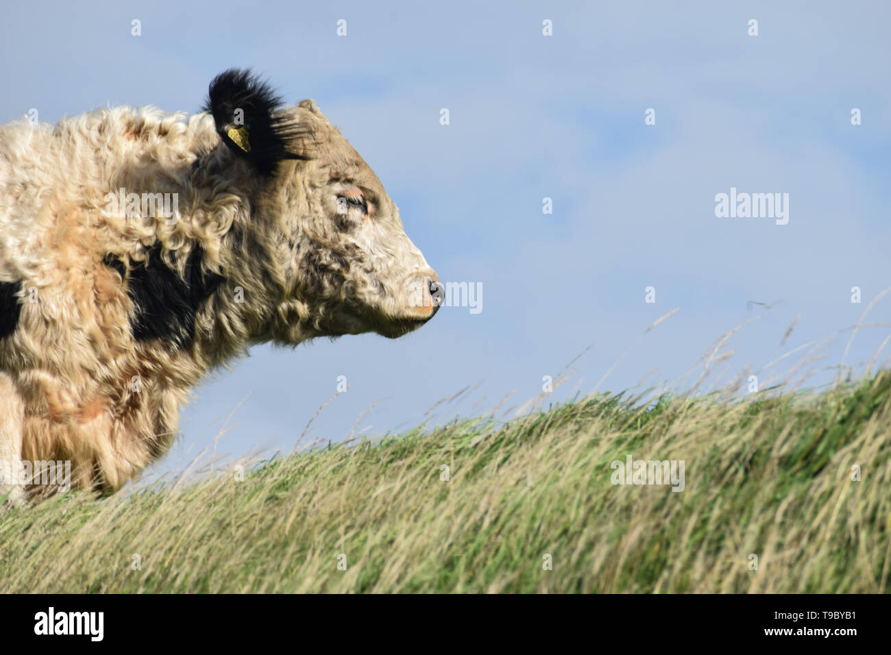 Cow standing on the hill Stock Photo - Alamy