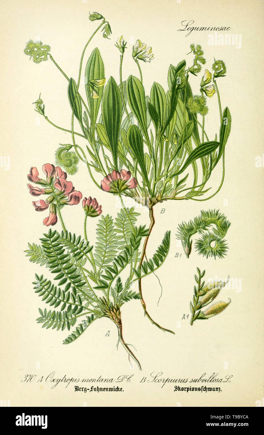 Beautiful vintage hand drawn illustrations of plants and flowers from ...