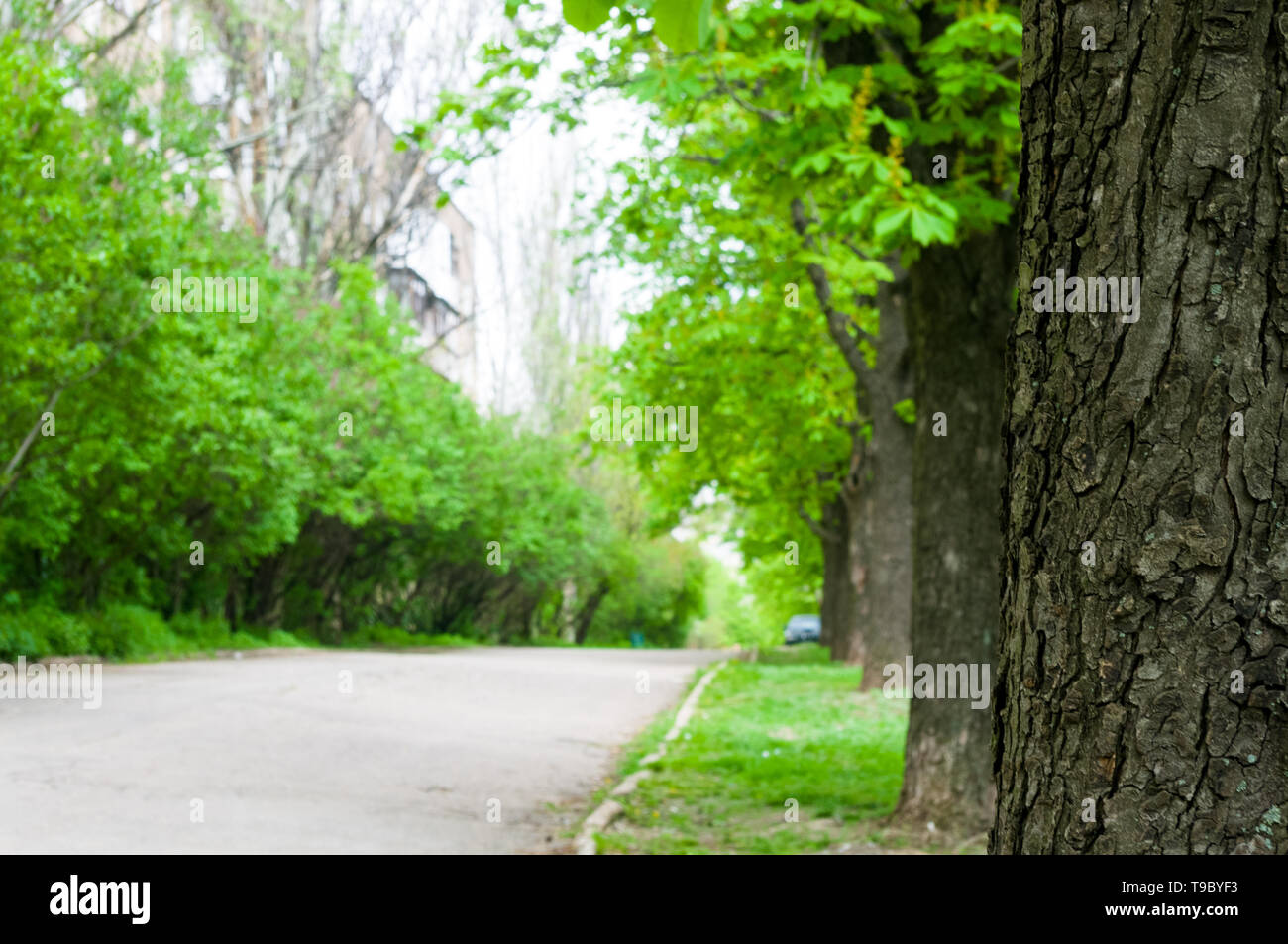 spring city Park - blooming flower and trees, bright green grass ...