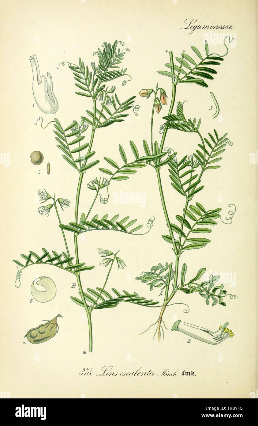 Beautiful vintage hand drawn illustrations of plants and flowers from ...