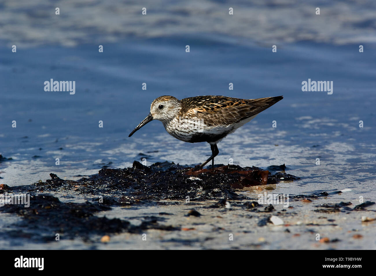 Shetland birds eye hi-res stock photography and images - Alamy