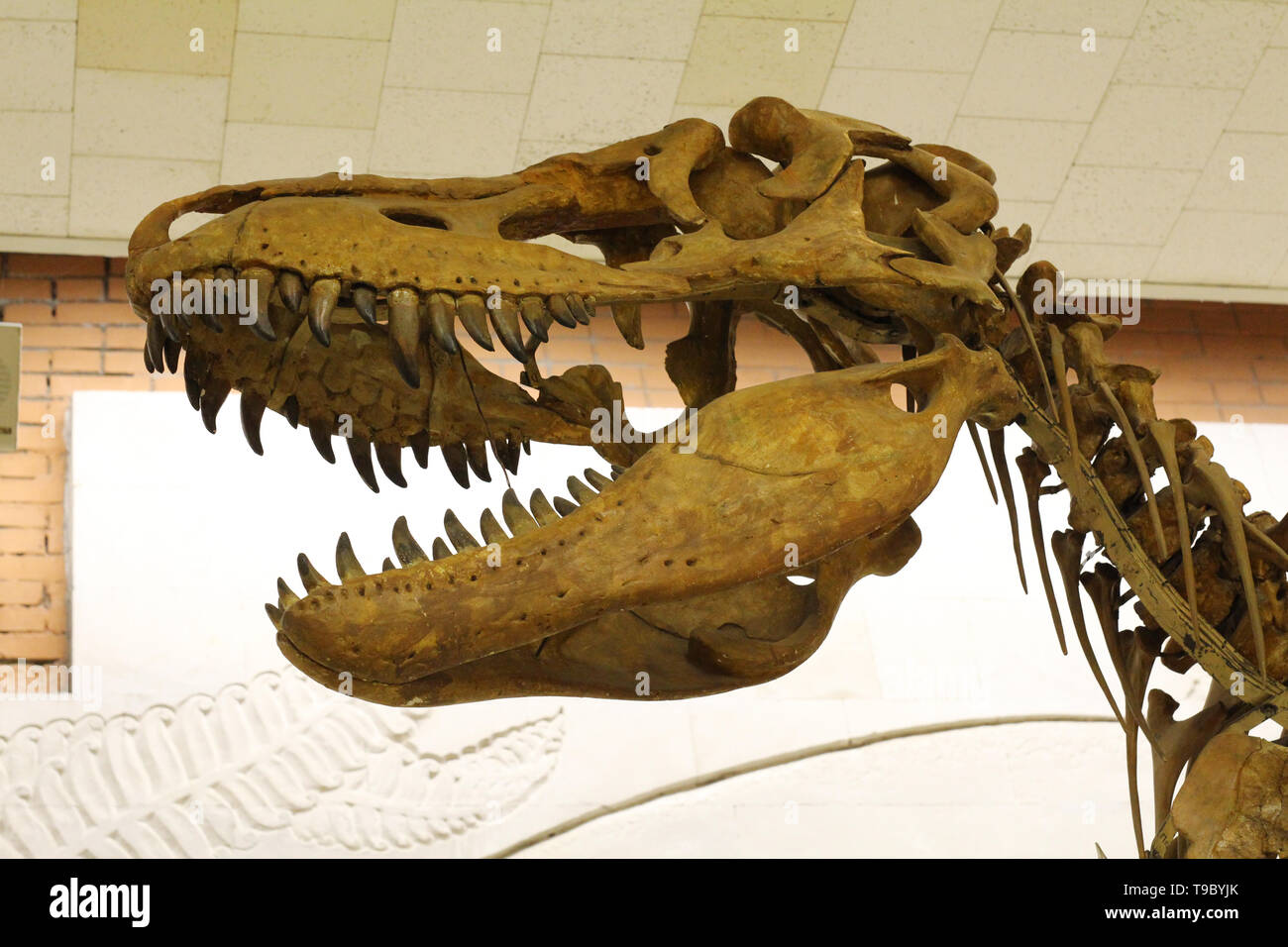 Sharp teeth dinosaur hi-res stock photography and images - Alamy