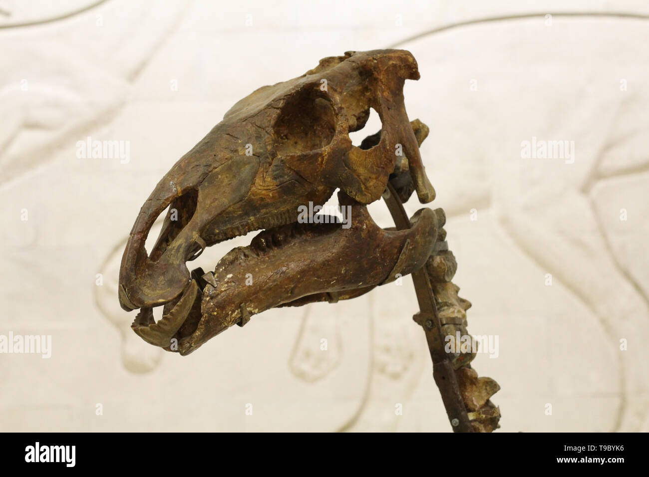 Sharp teeth dinosaur hi-res stock photography and images - Alamy