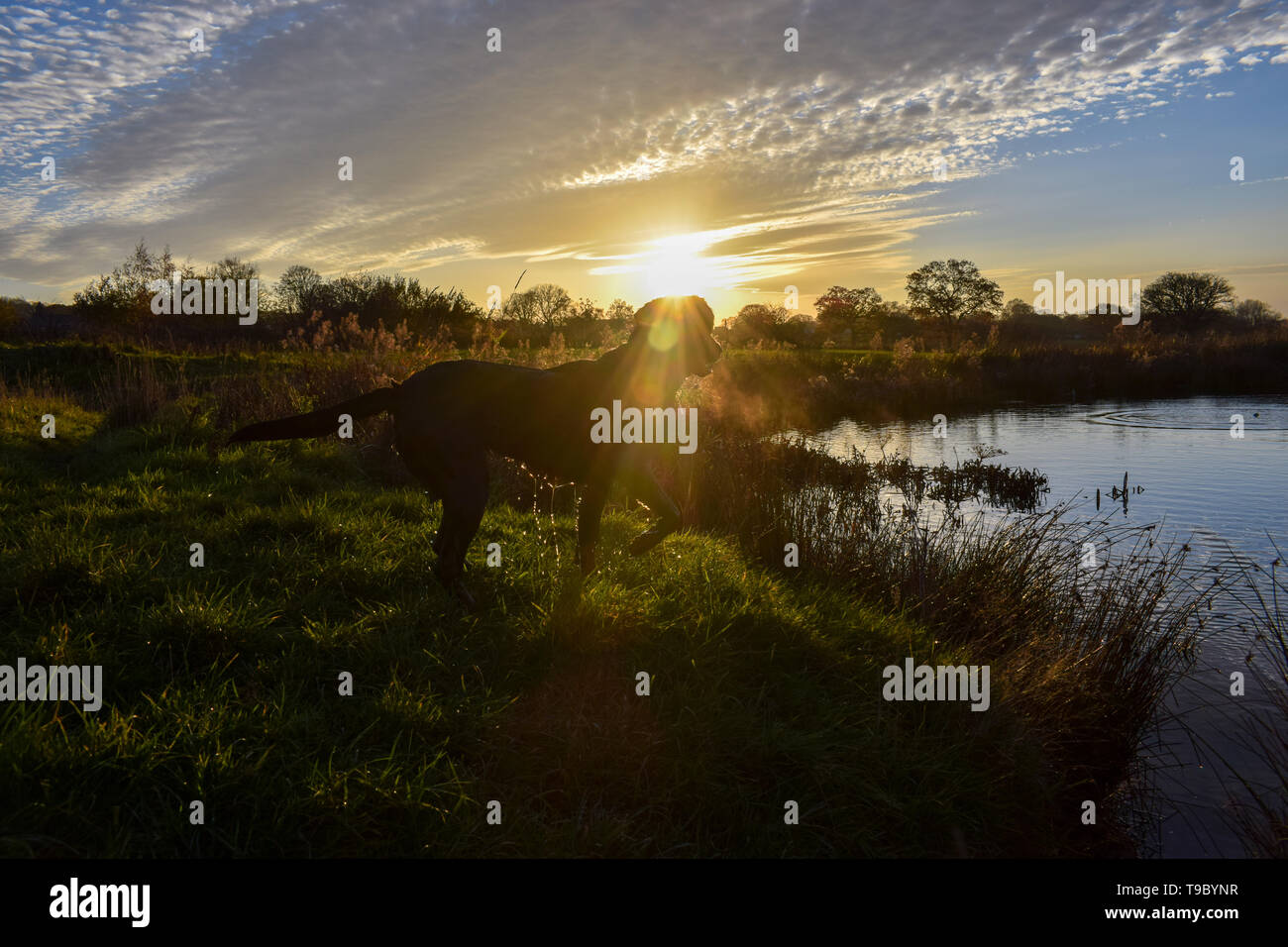 Dog jumping sunset hi-res stock photography and images - Alamy