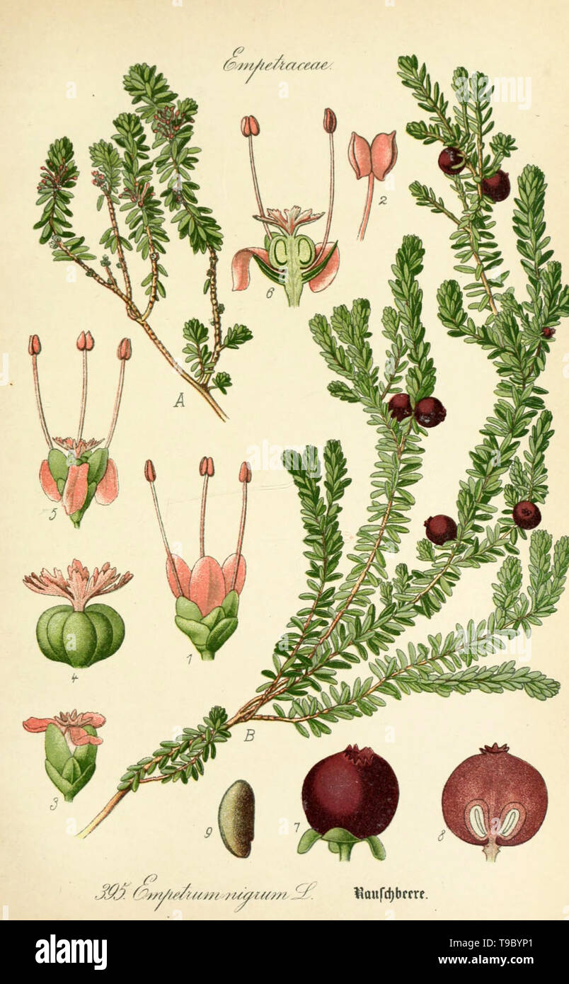 Beautiful vintage hand drawn illustrations of plants and flowers from ...