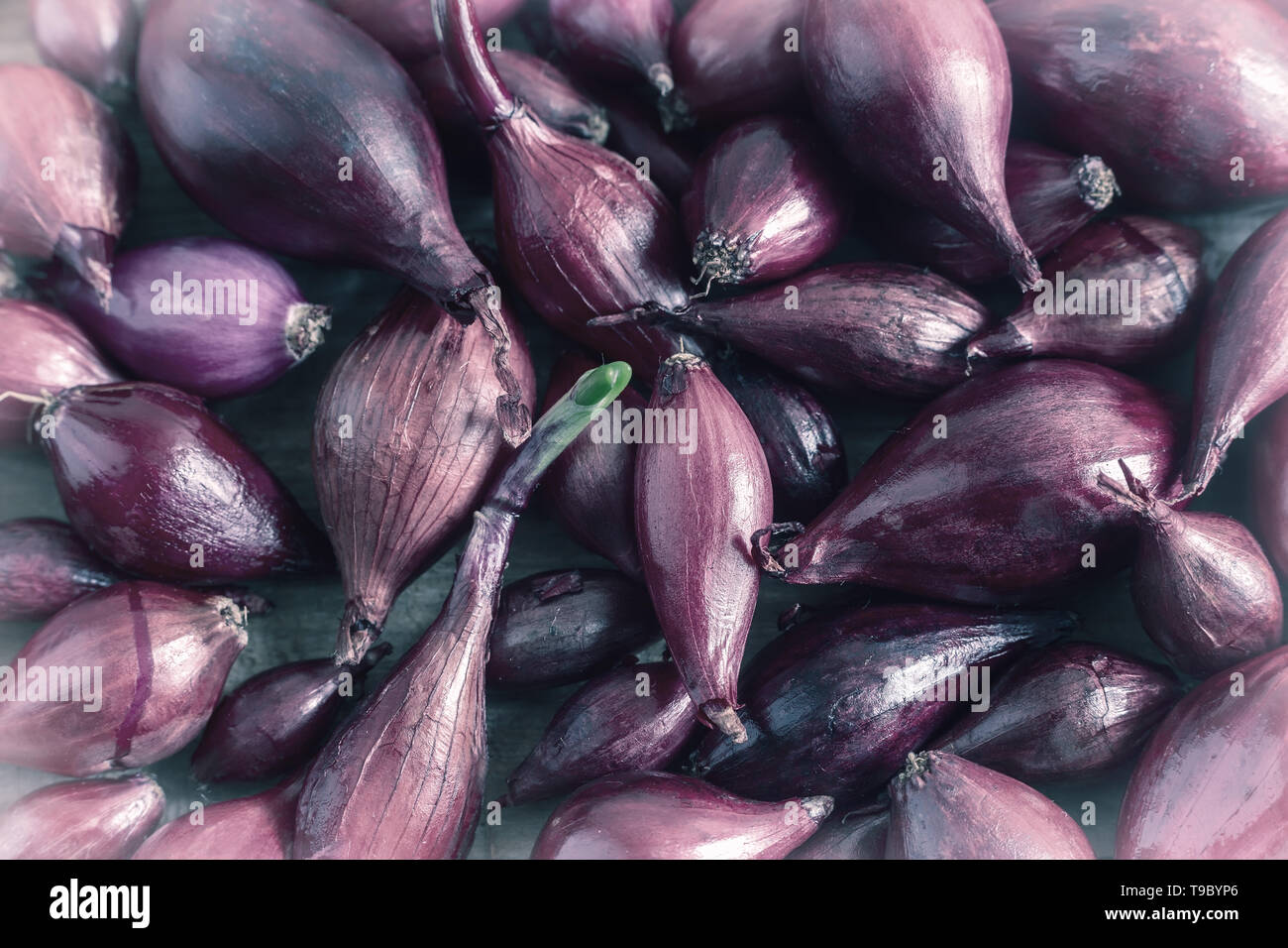 Seed: small purple onion bulbs for planting in soil Stock Photo - Alamy
