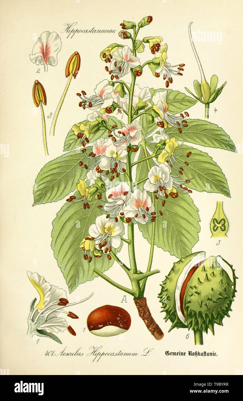 Beautiful vintage hand drawn illustrations of plants and flowers from ...