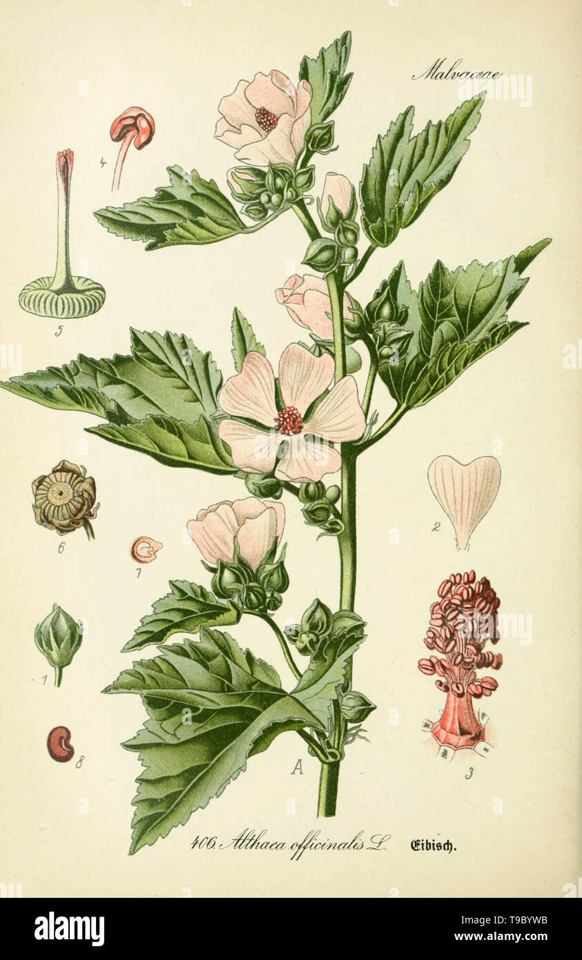 Beautiful vintage hand drawn illustrations of plants and flowers from ...