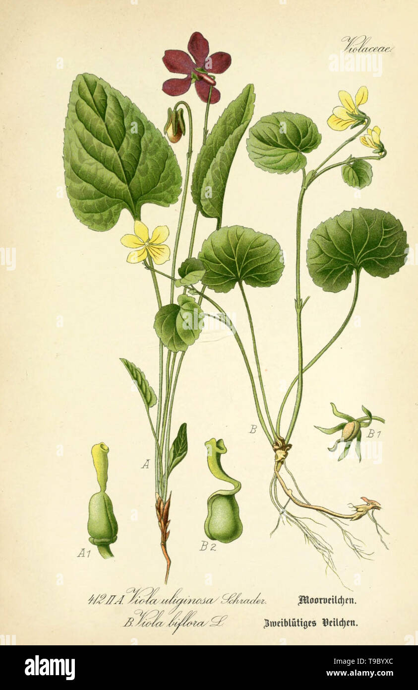 Beautiful vintage hand drawn illustrations of plants and flowers from ...