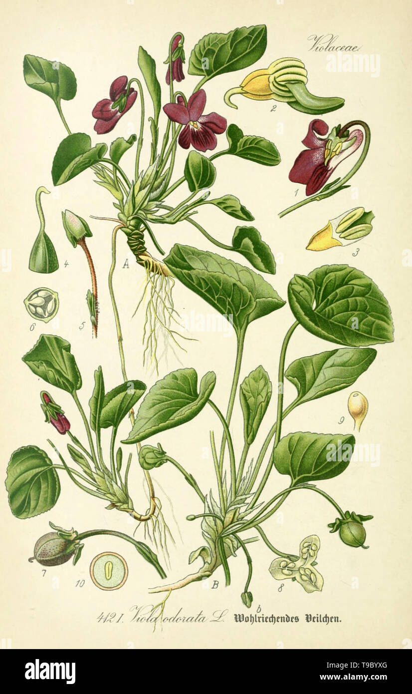 Beautiful vintage hand drawn illustrations of plants and flowers from ...