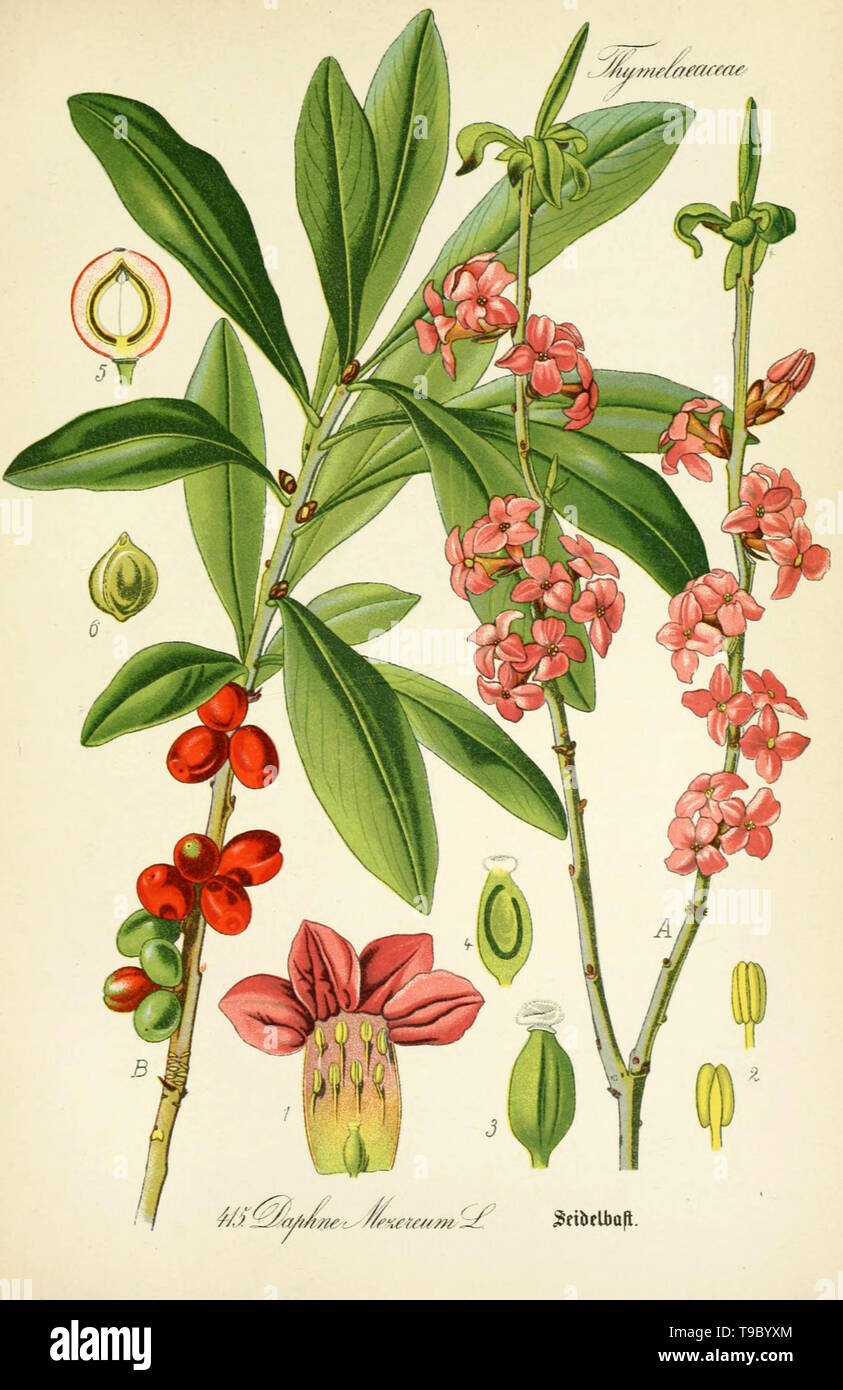 Beautiful vintage hand drawn illustrations of plants and flowers from ...