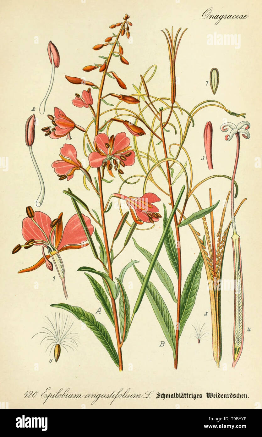 Beautiful vintage hand drawn illustrations of plants and flowers from ...