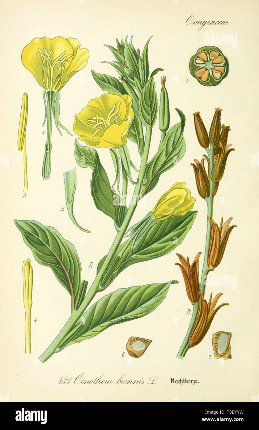 Beautiful vintage hand drawn illustrations of plants and flowers from ...
