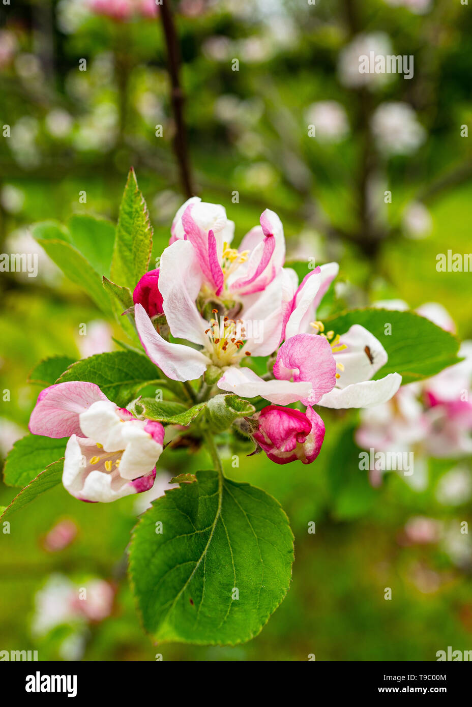 Flowering fruit tree orchard hi-res stock photography and images - Alamy