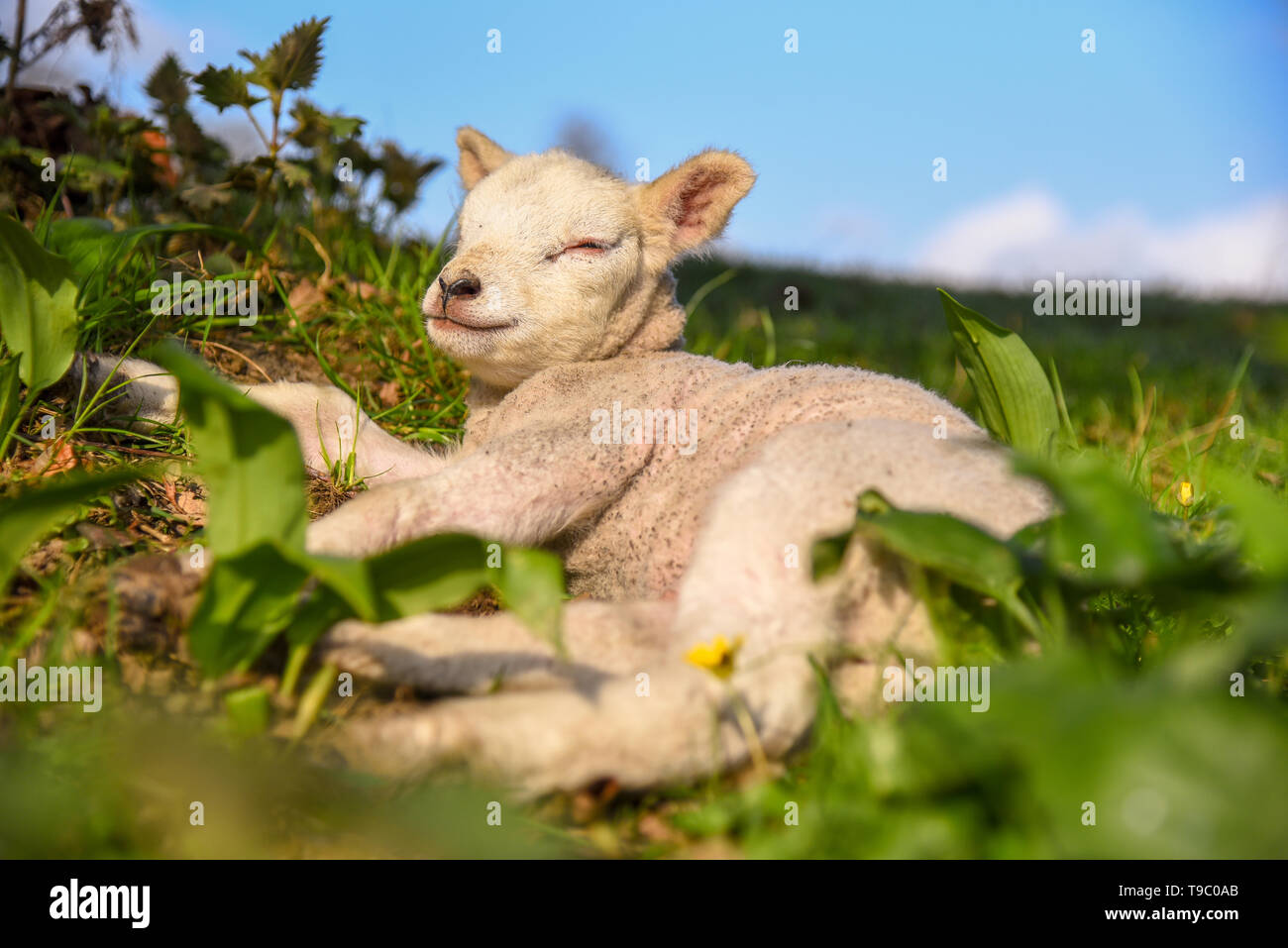 Cute spring baby lamb sleeping hi-res stock photography and images - Alamy