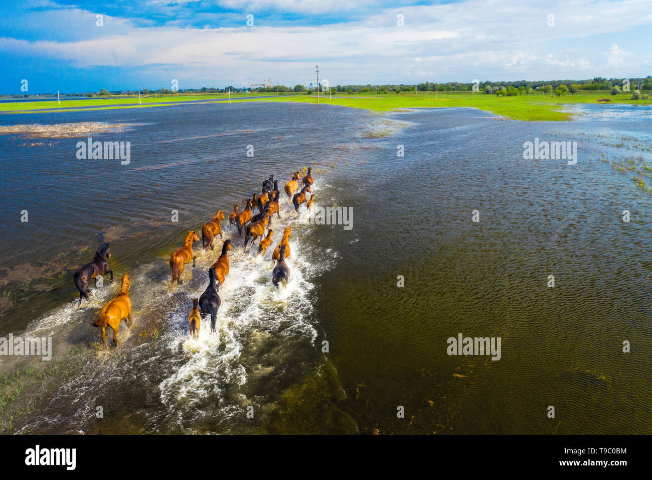 Aerial view of horses hi-res stock photography and images - Alamy