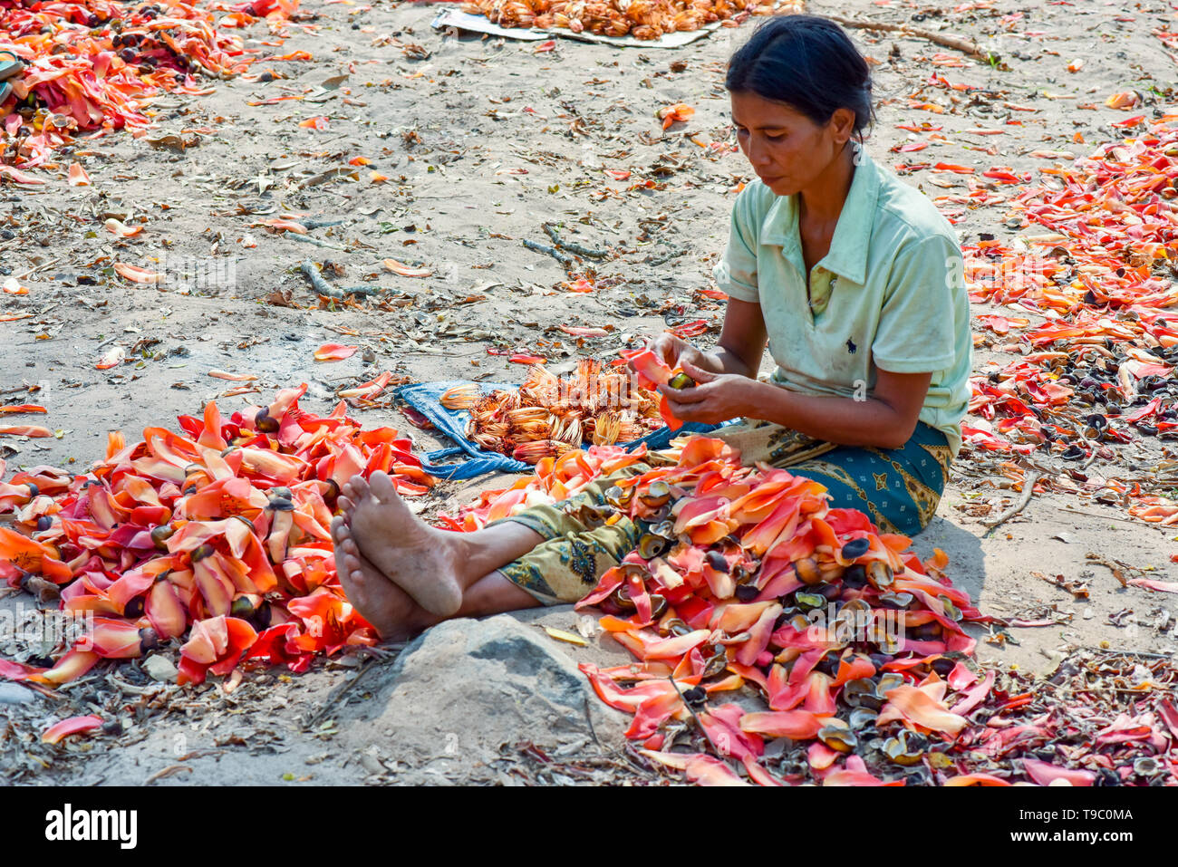 Women picking & sorting Kapok Flowers on Donsao island Laos, Tender ...
