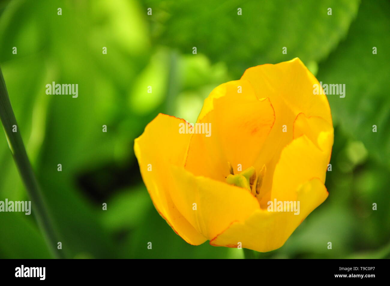 Single yellow tulip against green background Stock Photo - Alamy