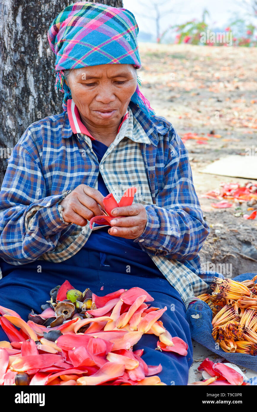 Hmong Women picking & sorting Kapok Flowers on Donsao island Laos ...