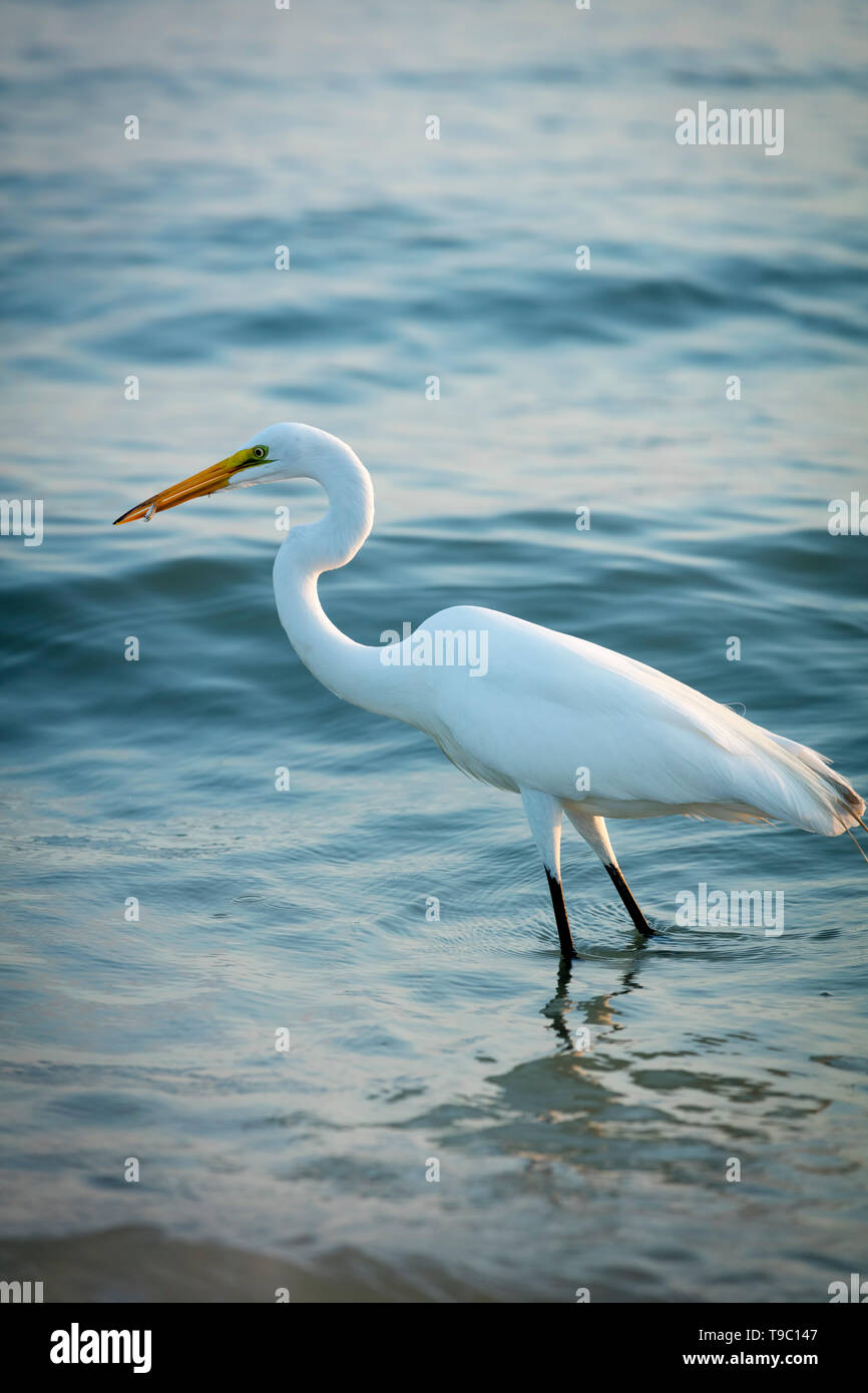 Great Egret (Ardea Alba), or Common Egret on a beach in Southwest ...