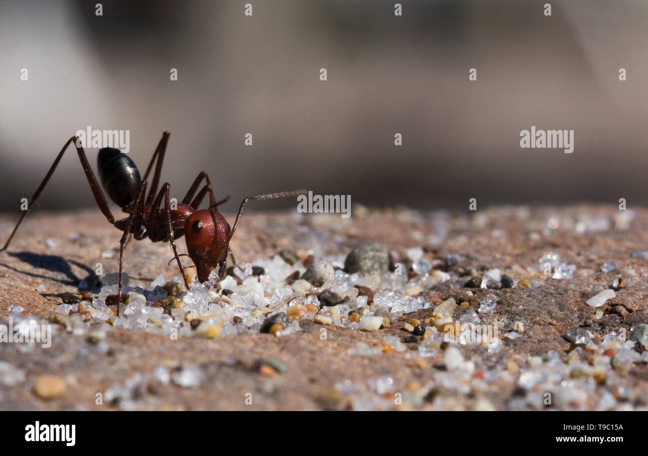 Intelligent ant hi-res stock photography and images - Alamy