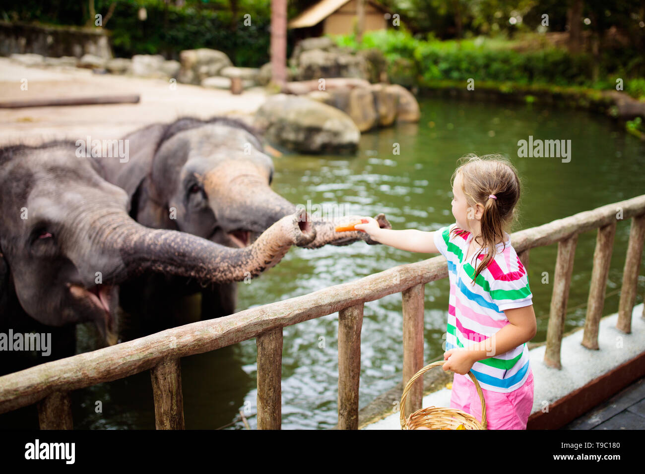 Family feeding elephant in zoo. Children feed Asian elephants in ...