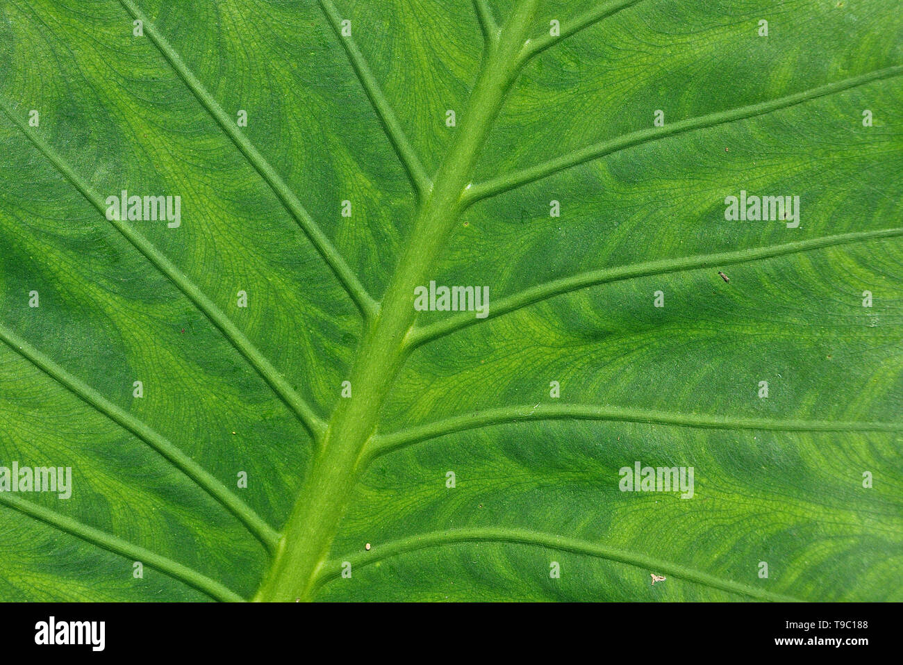 Big leaves of an elephant ear plant in a garden Stock Photo - Alamy