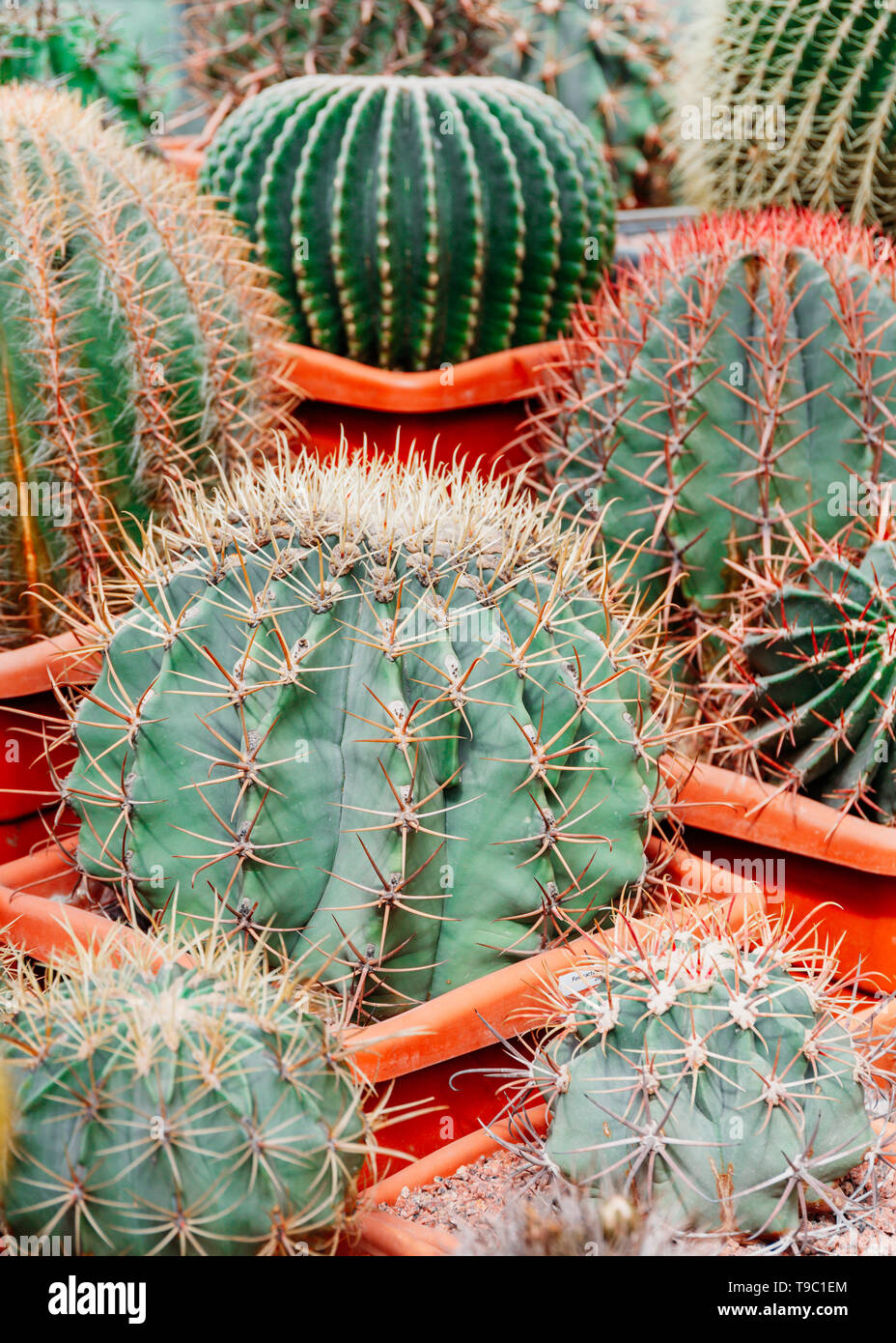 Different kinds of cacti in a greenhouse Stock Photo - Alamy