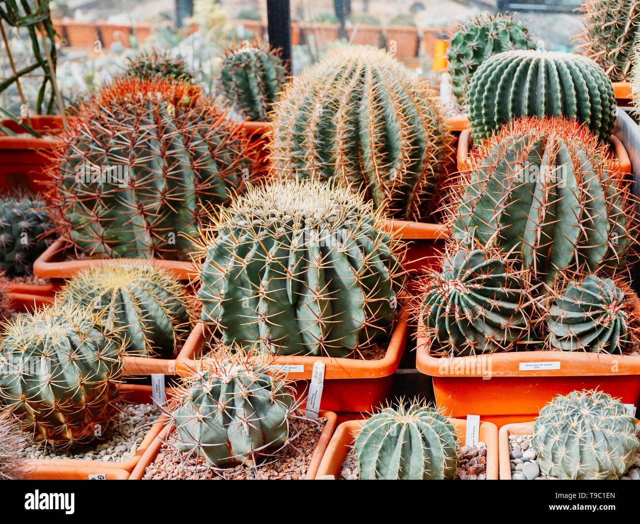 Different kinds of cacti in a greenhouse Stock Photo - Alamy